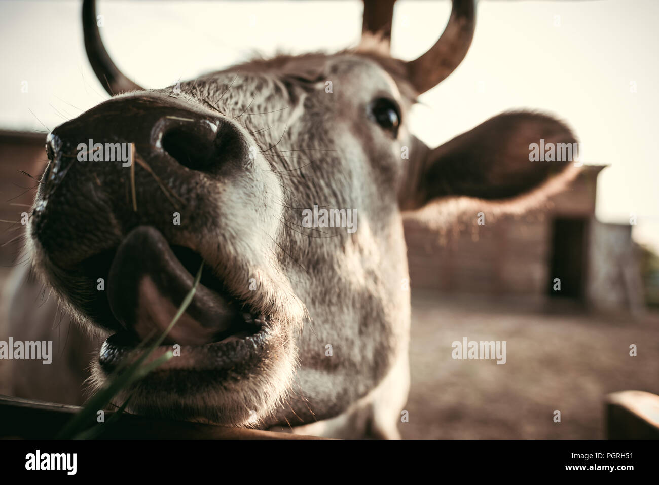 Cow muzzle hi-res stock photography and images - Alamy
