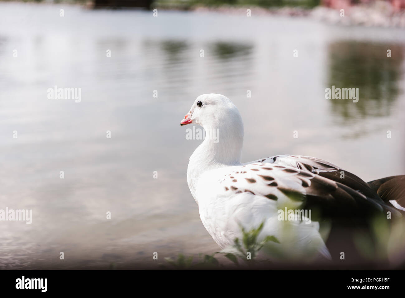 Andean goose wings hi-res stock photography and images - Alamy
