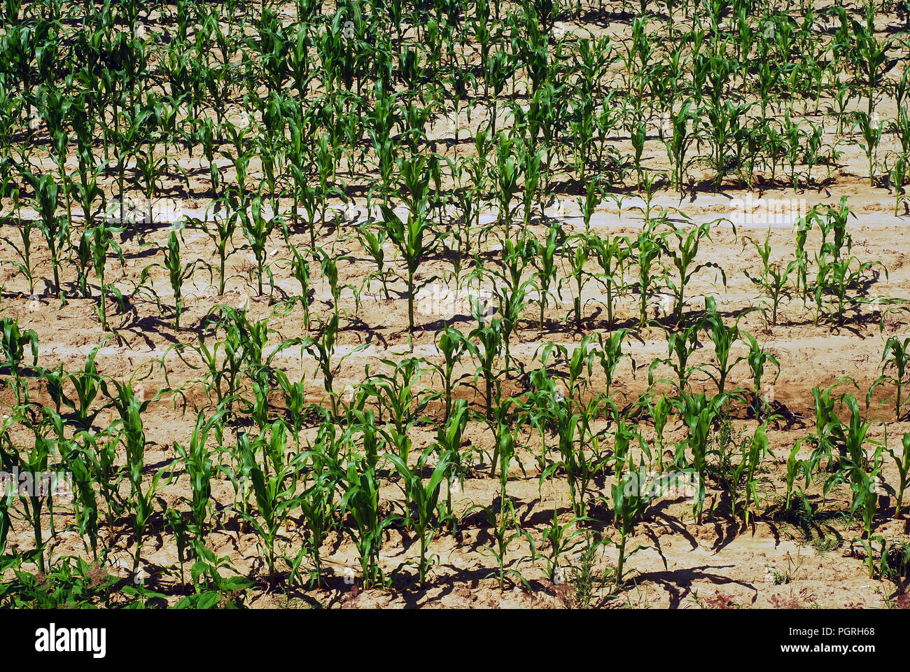 drought over a corn field Stock Photo - Alamy
