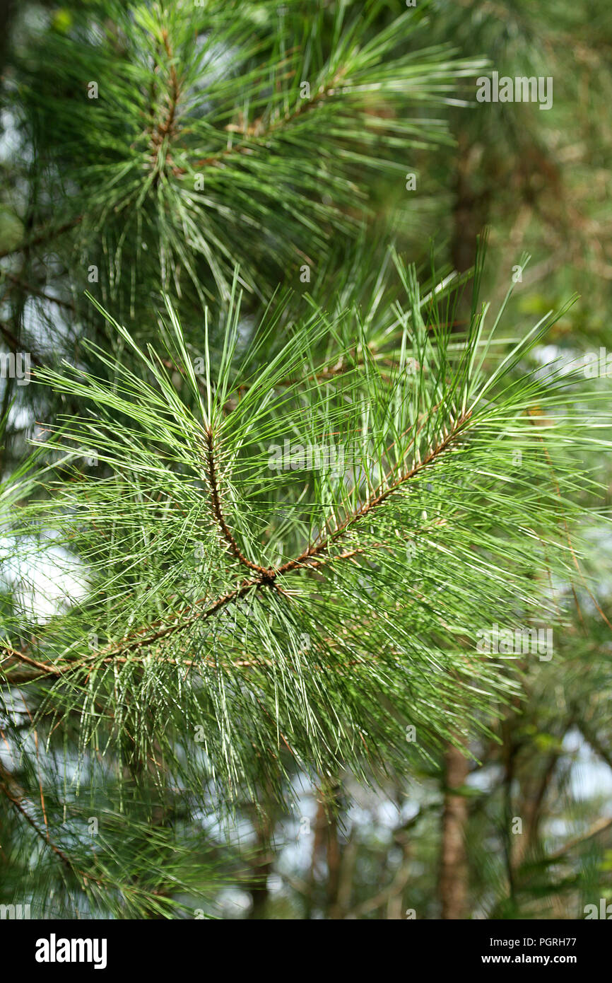 Long needles pine hi-res stock photography and images - Alamy
