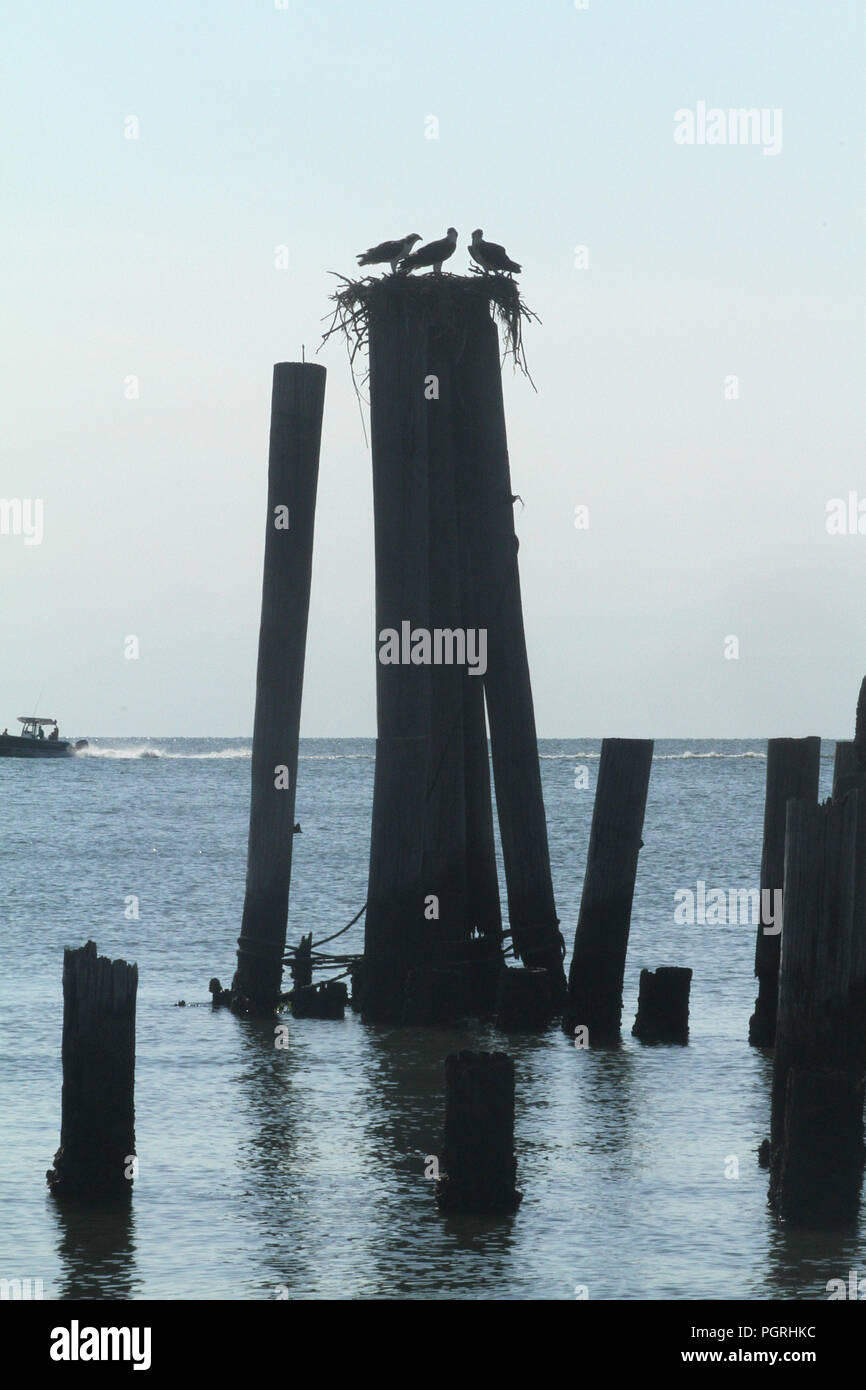 Groynes on river hi-res stock photography and images - Alamy