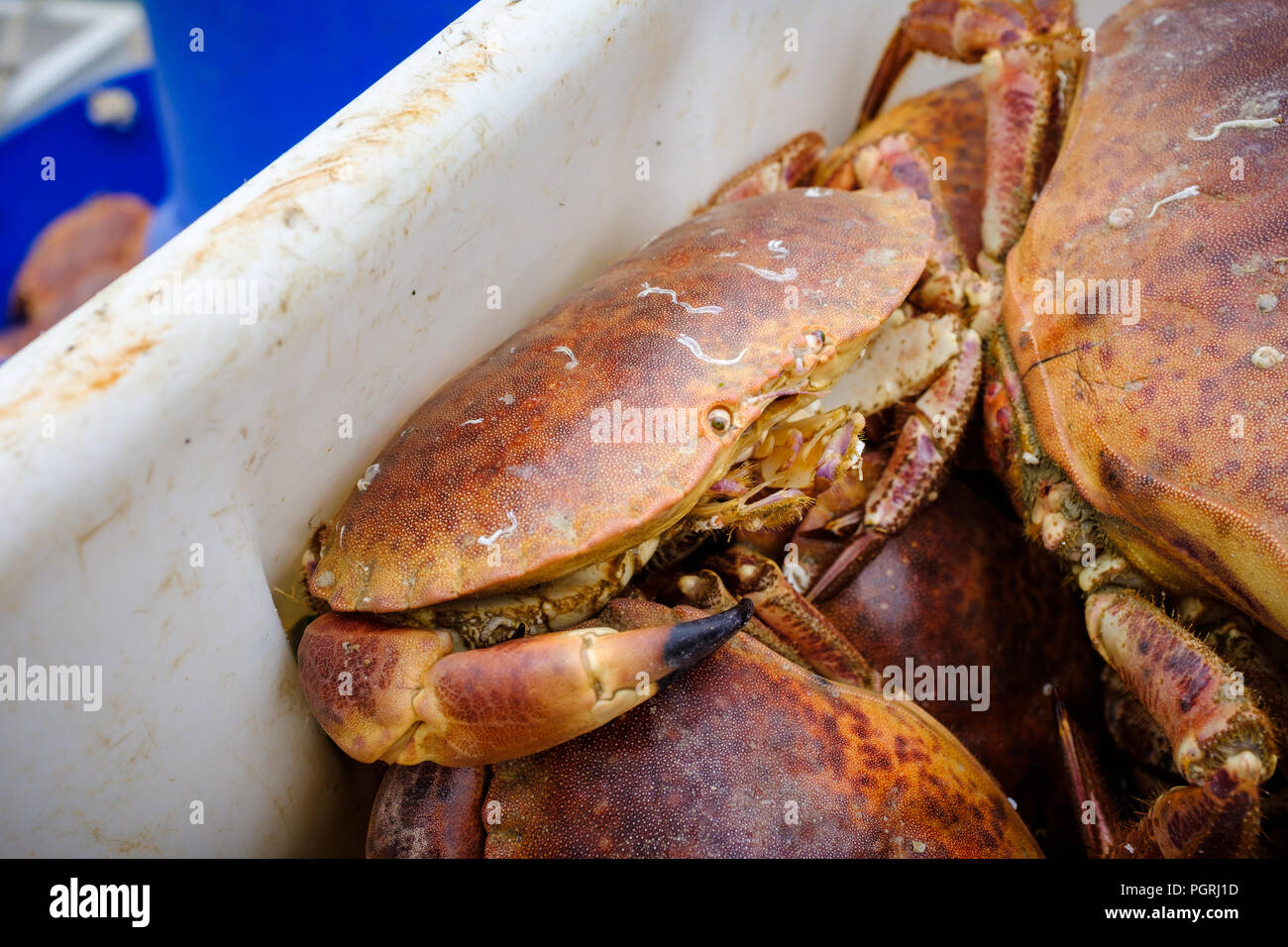 Crab shell texture hi-res stock photography and images - Alamy