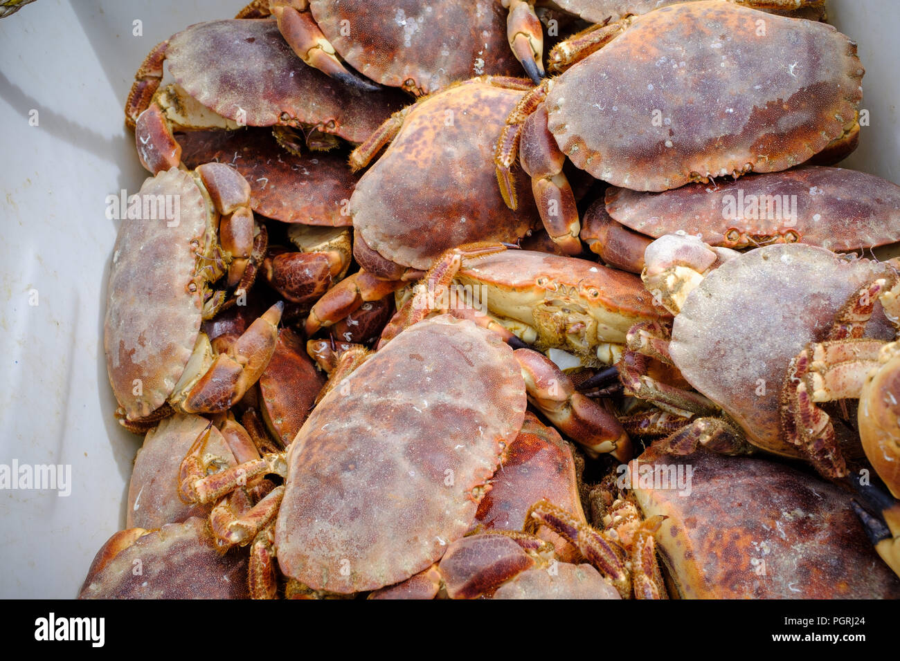 Box of crab legs hi-res stock photography and images - Alamy