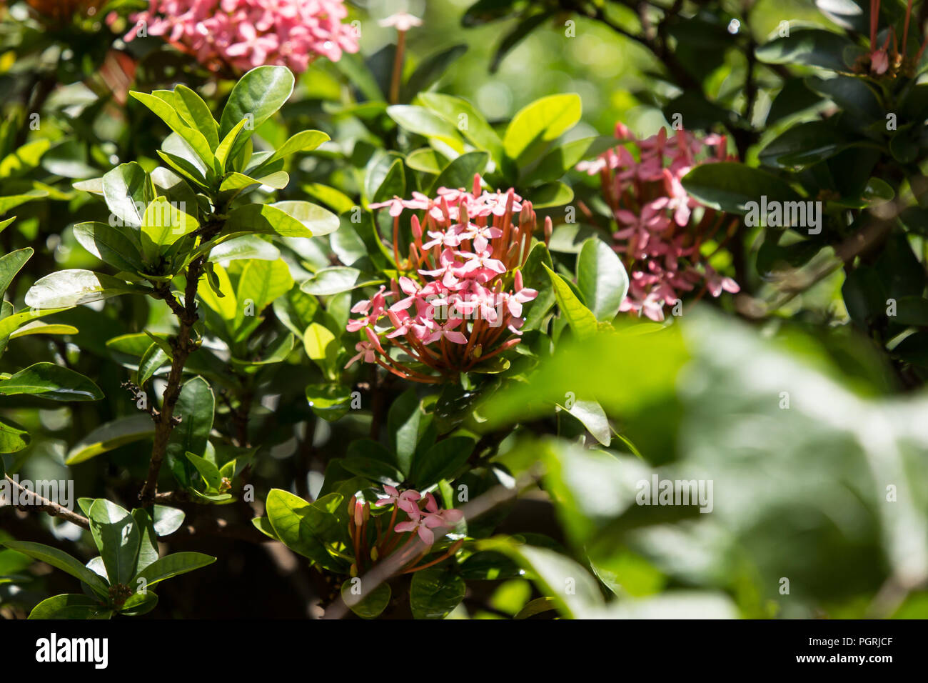Close up of Small Pink mix soft white Ixora flower Stock Photo - Alamy