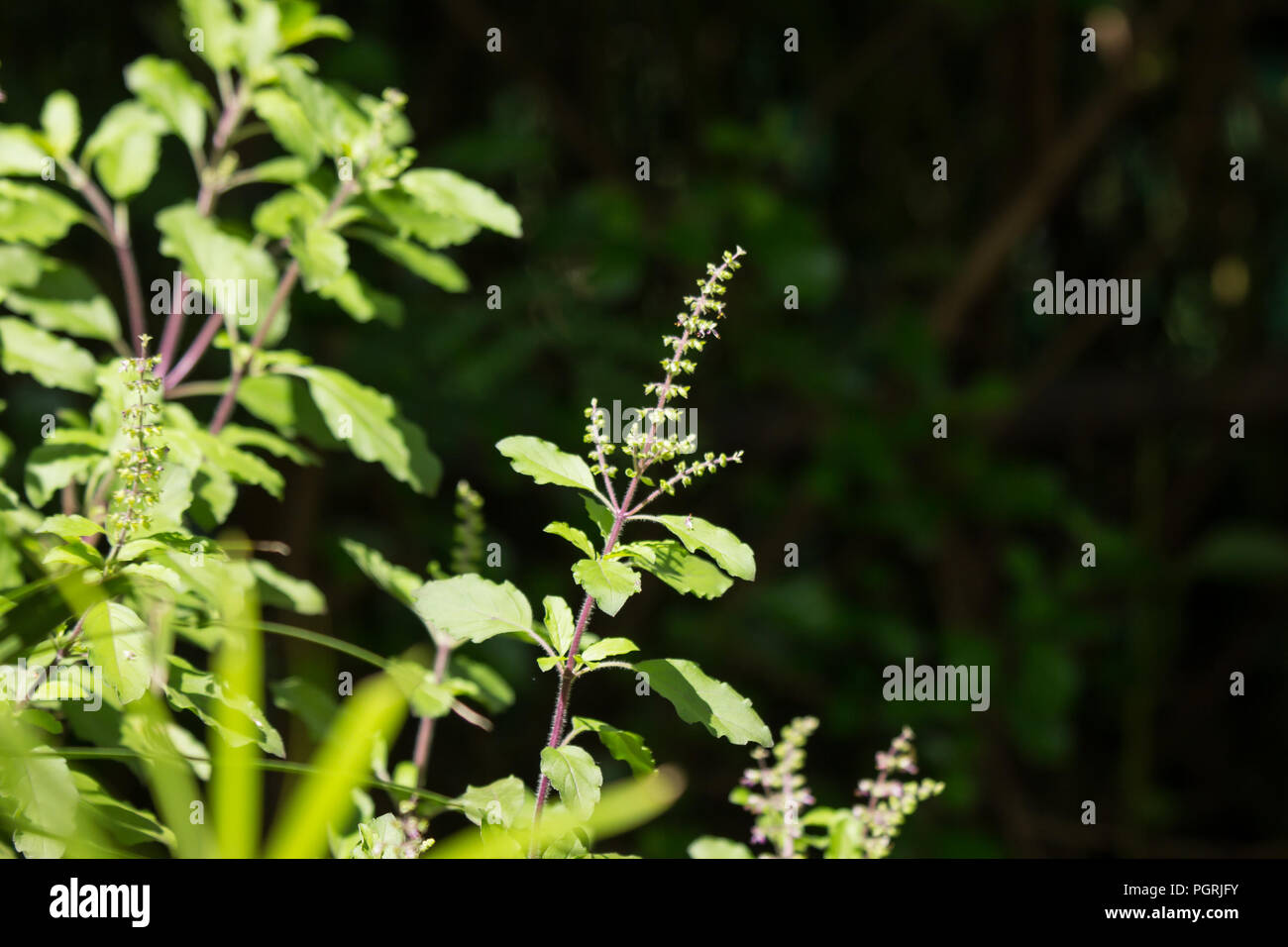 green leaf and flower of holy basil thailand herb Stock Photo - Alamy