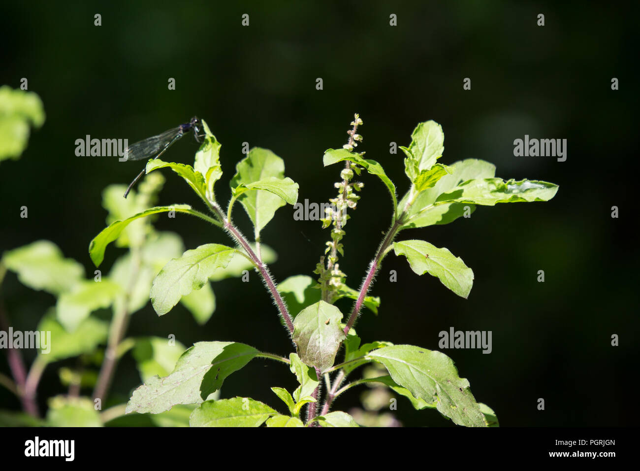 green leaf and flower of holy basil thailand herb Stock Photo - Alamy