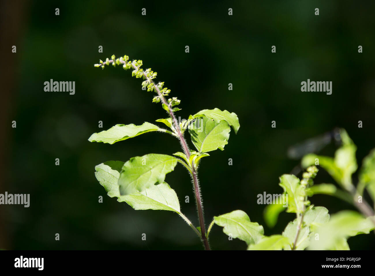 green leaf and flower of holy basil thailand herb Stock Photo - Alamy