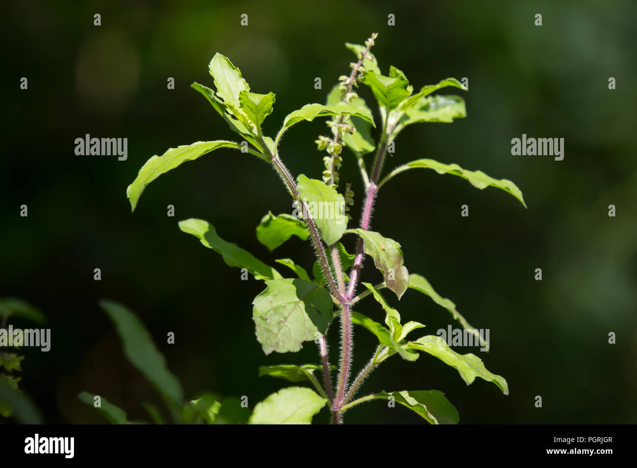 green leaf and flower of holy basil thailand herb Stock Photo - Alamy
