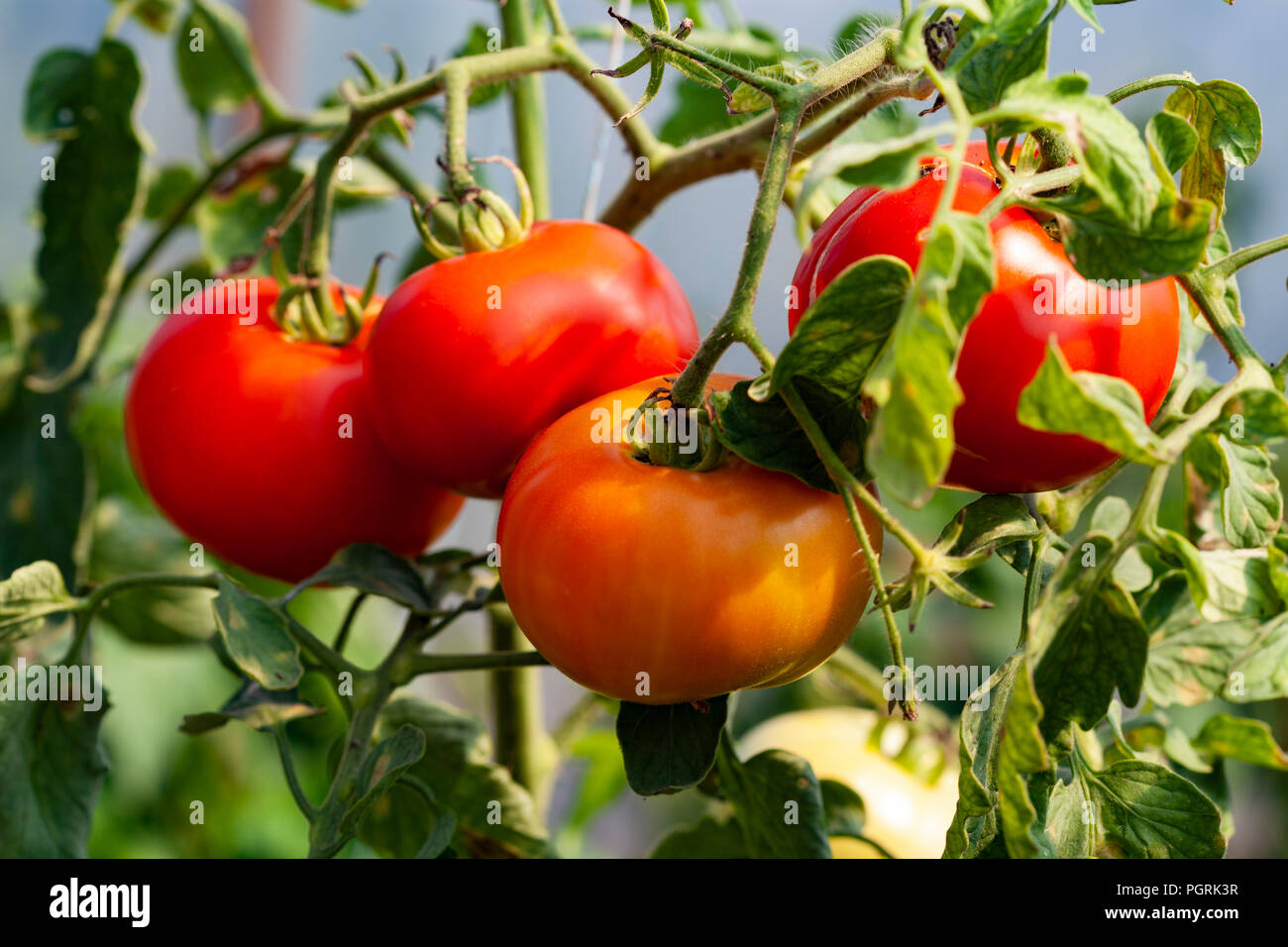 Four tomatoes on plant hi-res stock photography and images - Alamy