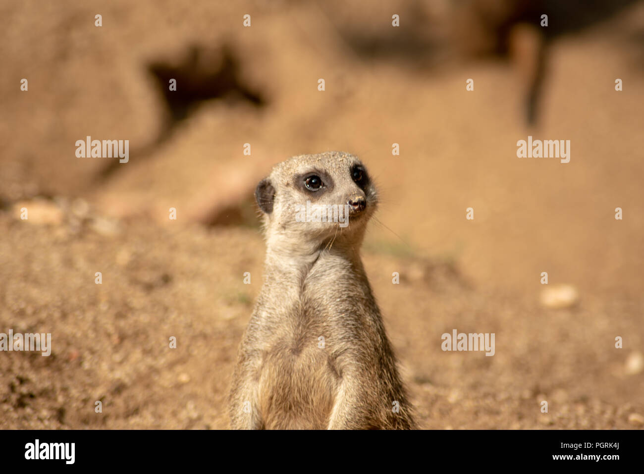 Suricato hi-res stock photography and images - Alamy