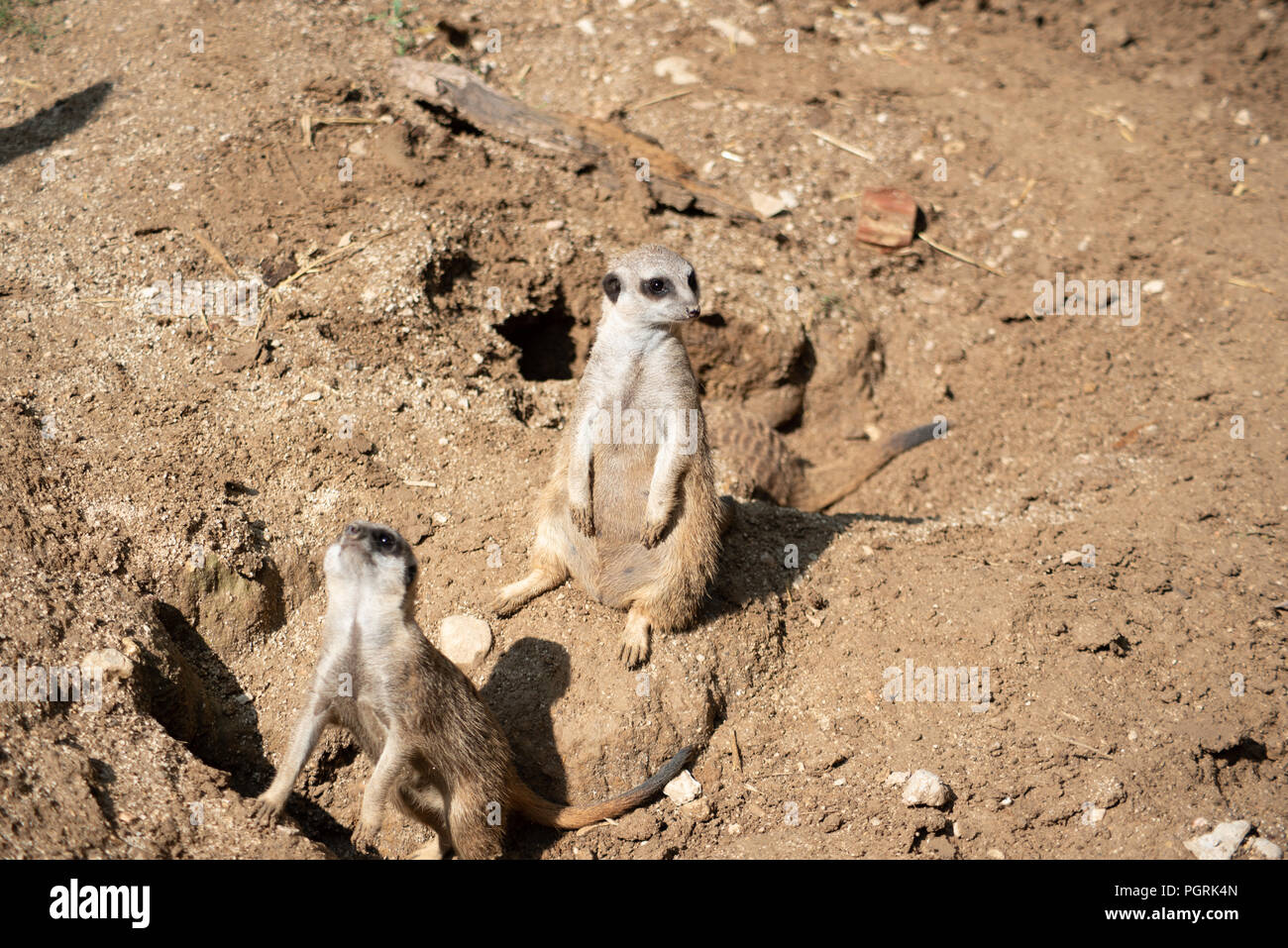 Suricato hi-res stock photography and images - Alamy