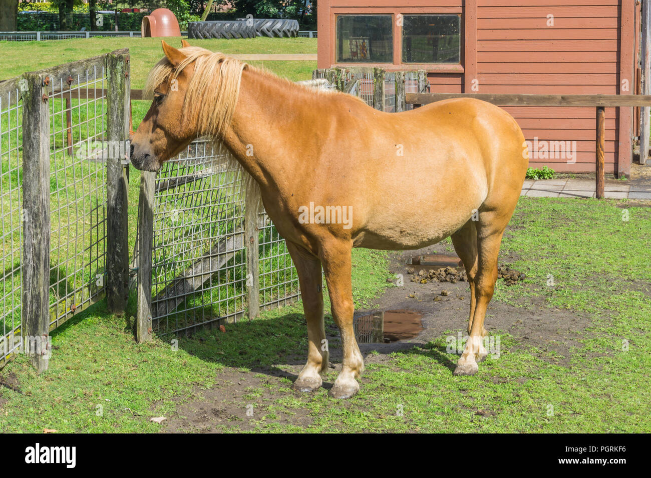 Orange horse hi-res stock photography and images - Alamy
