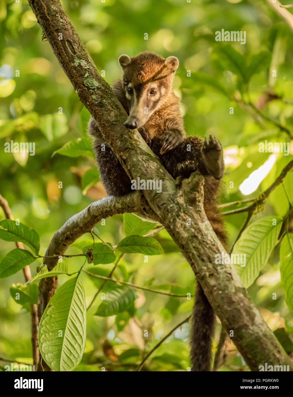 White-Nosed Coati, Maquenque National Wildlife Refuge, Costa Rica Stock ...