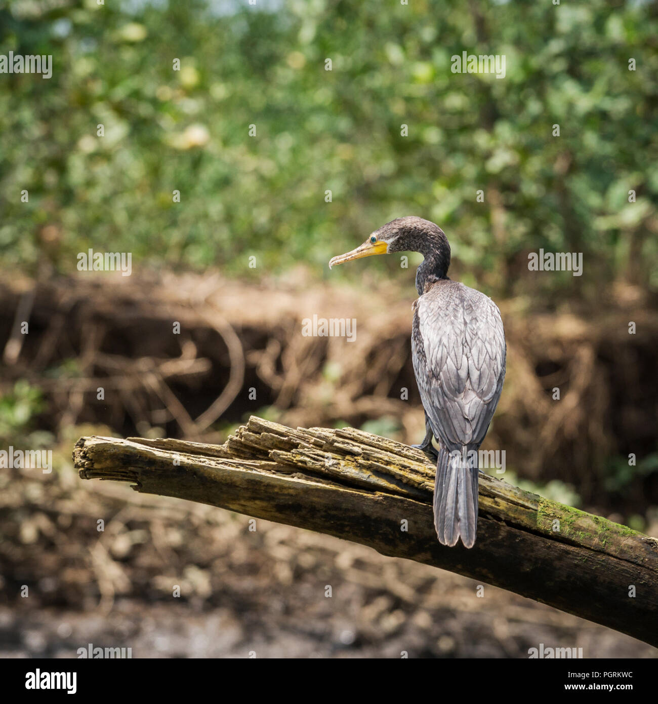 Heron on a tree branch, Costa Rica Stock Photo - Alamy