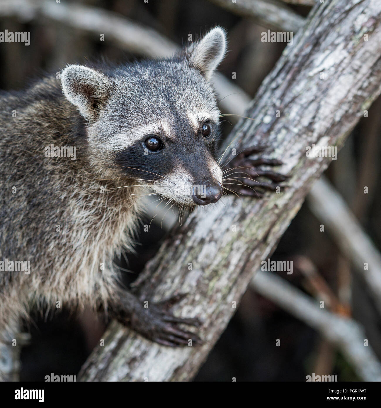 Northern Racoon, Costa Rica Stock Photo - Alamy
