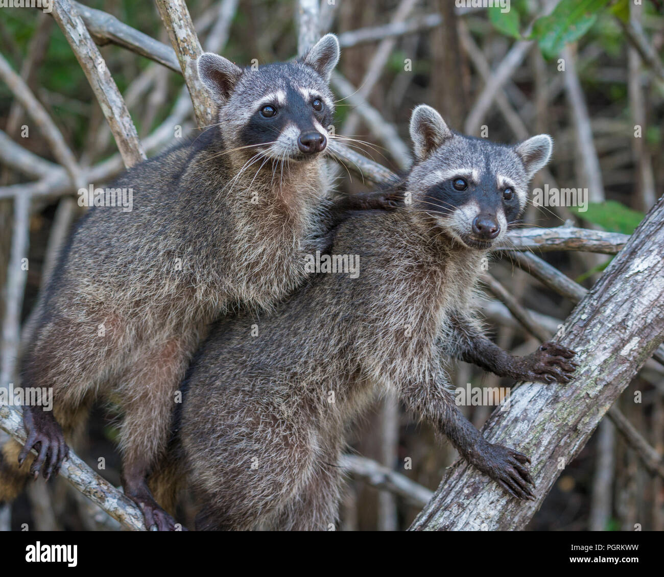 To racoons hi-res stock photography and images - Alamy