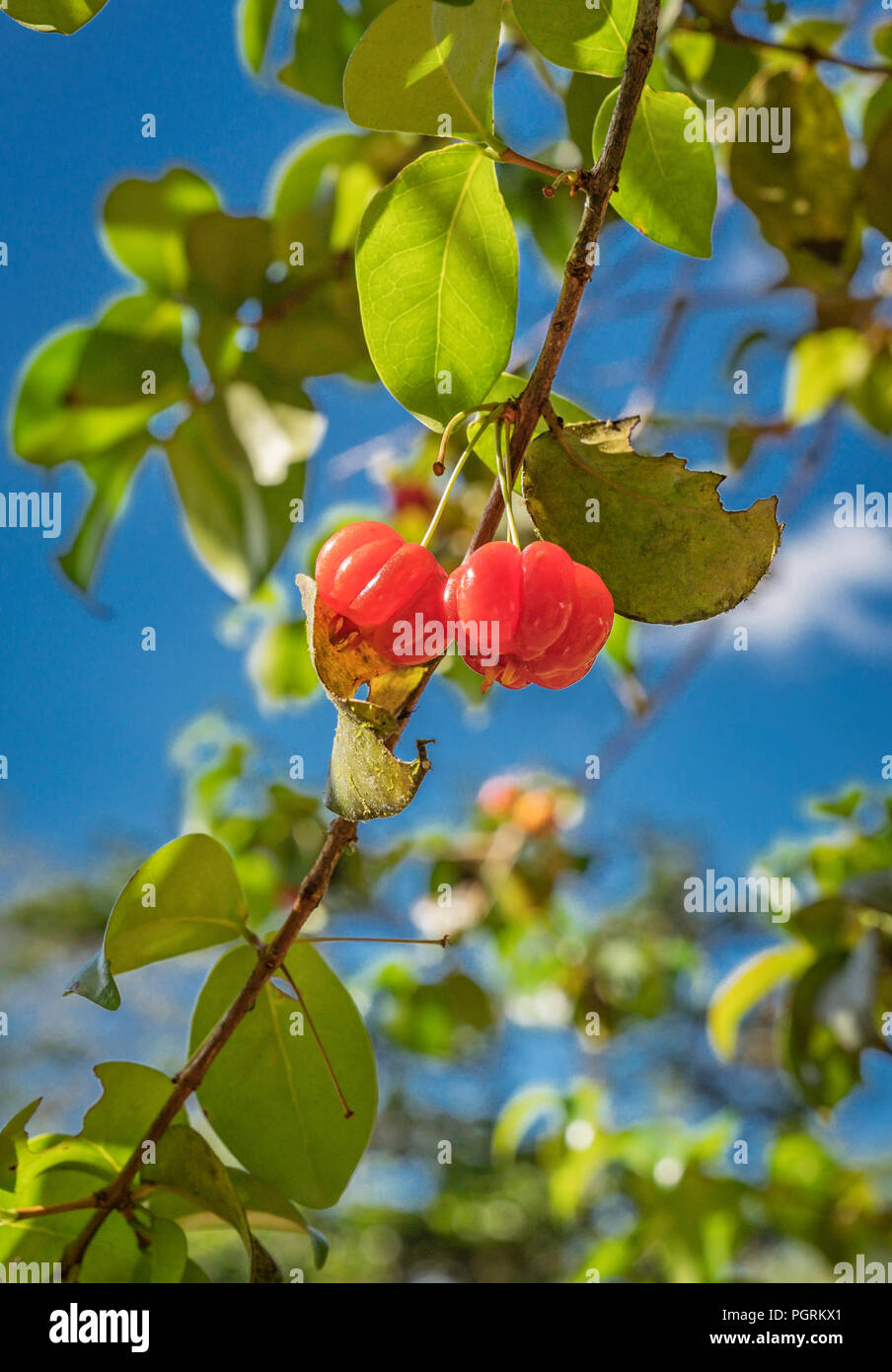 Tropical Berries, Costa Rica Stock Photo - Alamy