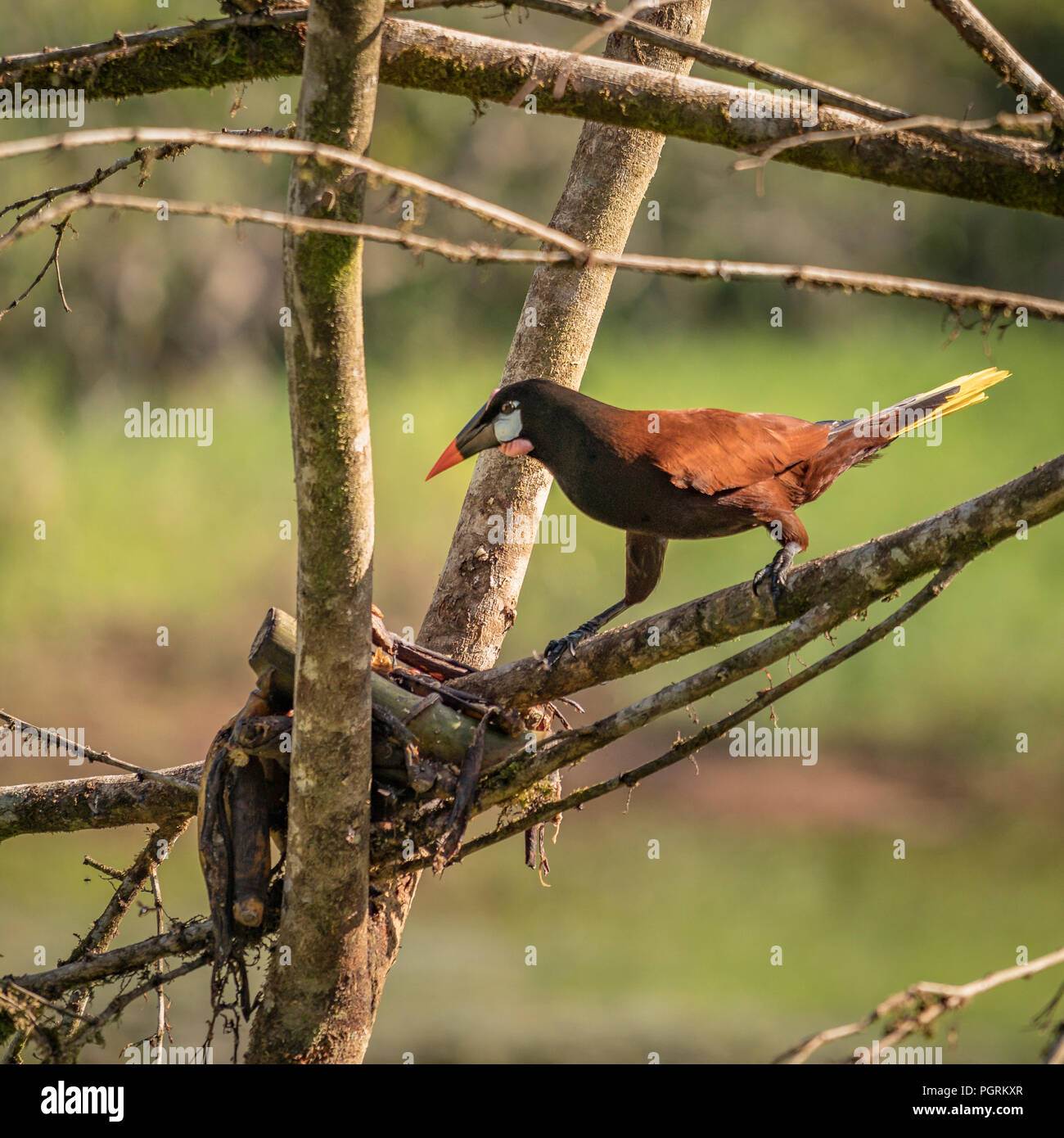 Montezuma oropendola hi-res stock photography and images - Alamy