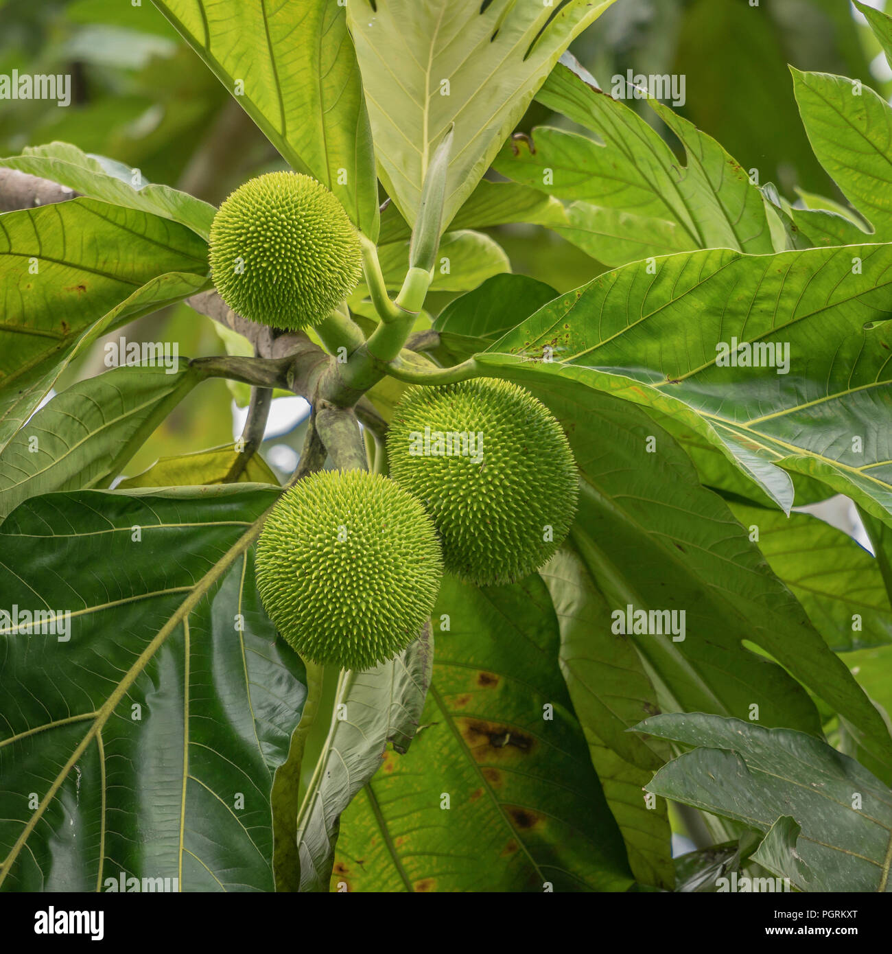 Paradise fruits hi-res stock photography and images - Alamy