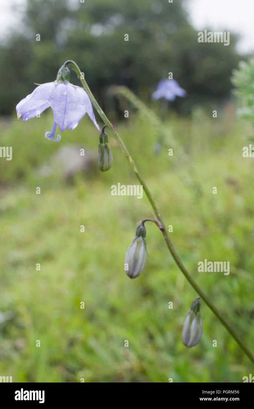 Straight ball hi-res stock photography and images - Alamy