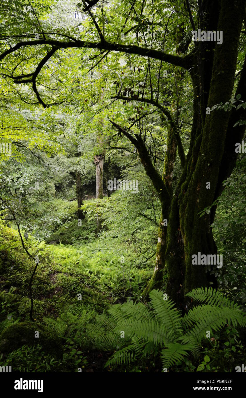 Mazandaran Province, in Northern Iran Stock Photo - Alamy