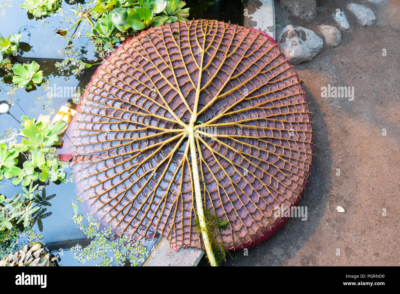 The back side of a giant water lilies leave, native to the Amazon ...