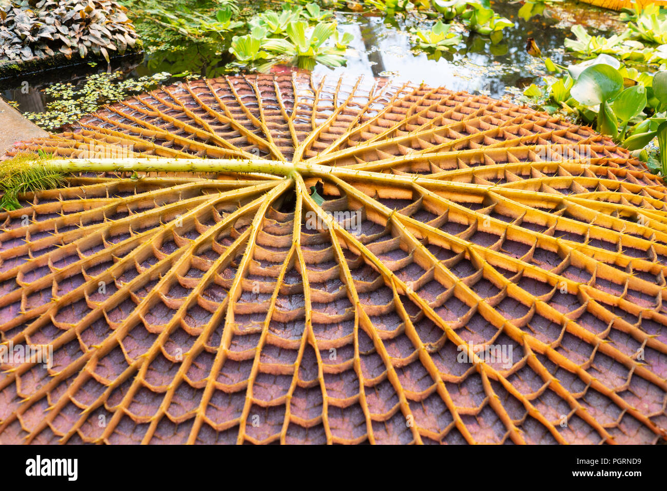 Giant water lily amazon rainforest hi-res stock photography and images ...