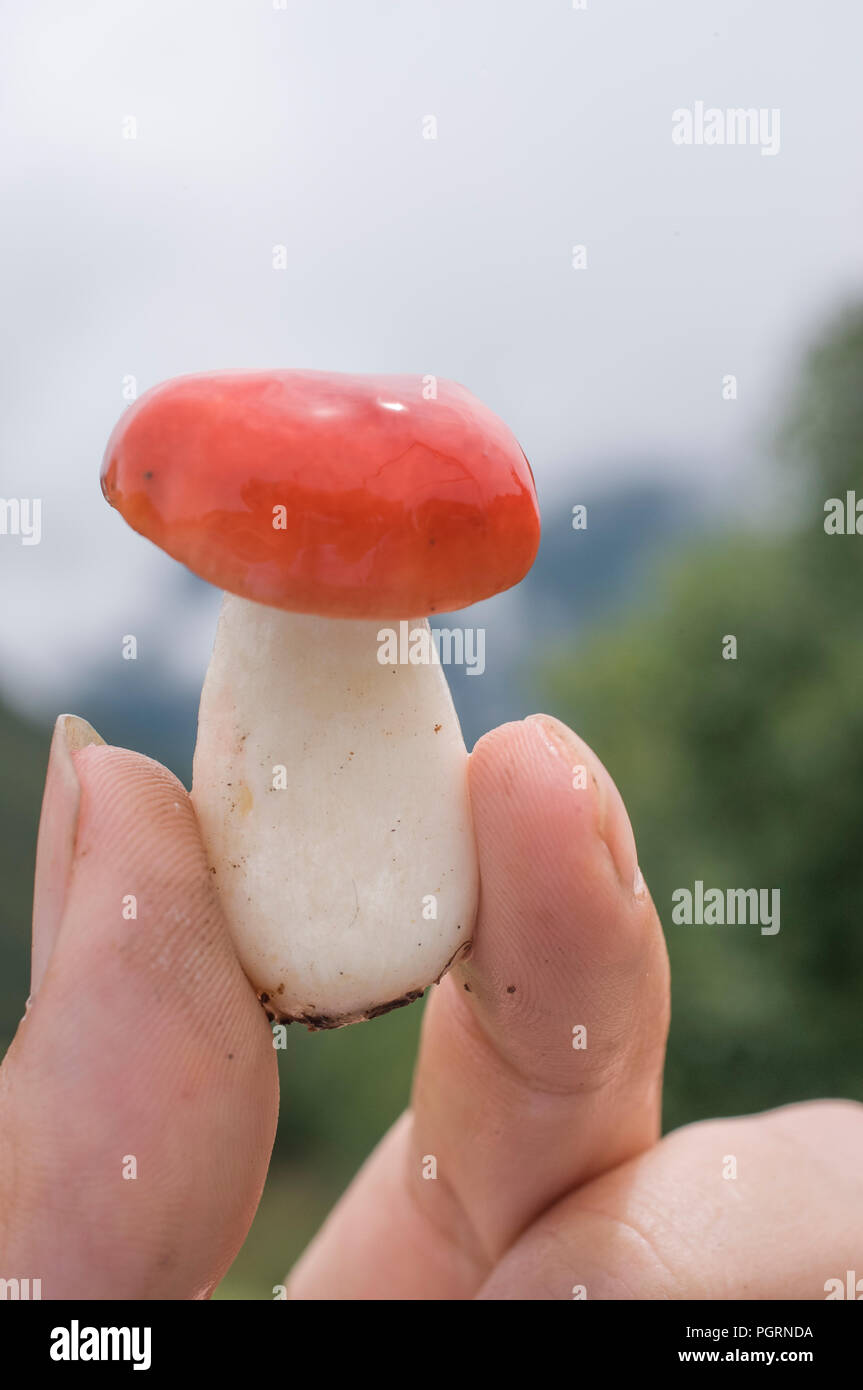 Finger mushroom hi-res stock photography and images - Alamy