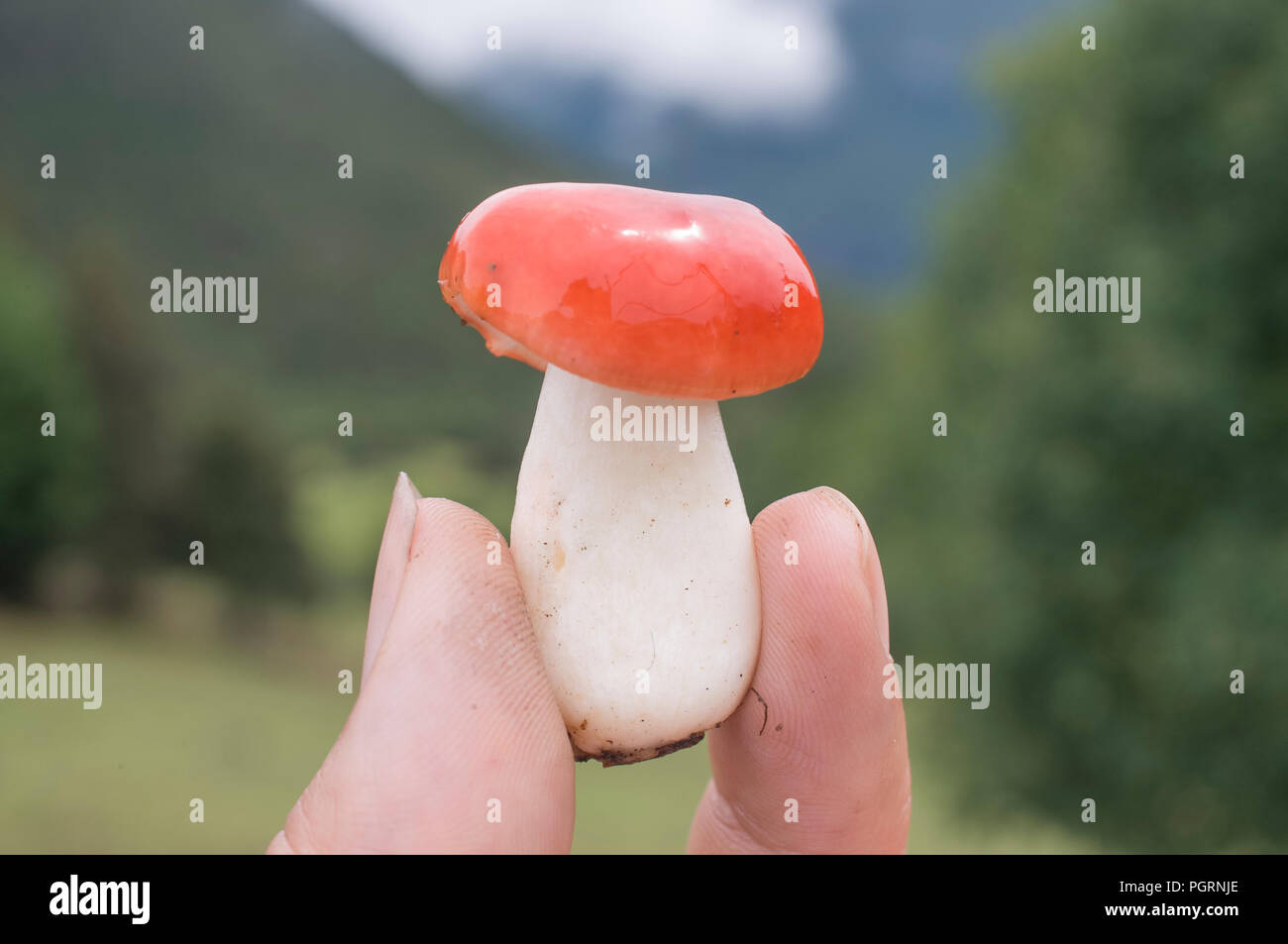 Finger mushroom hi-res stock photography and images - Alamy