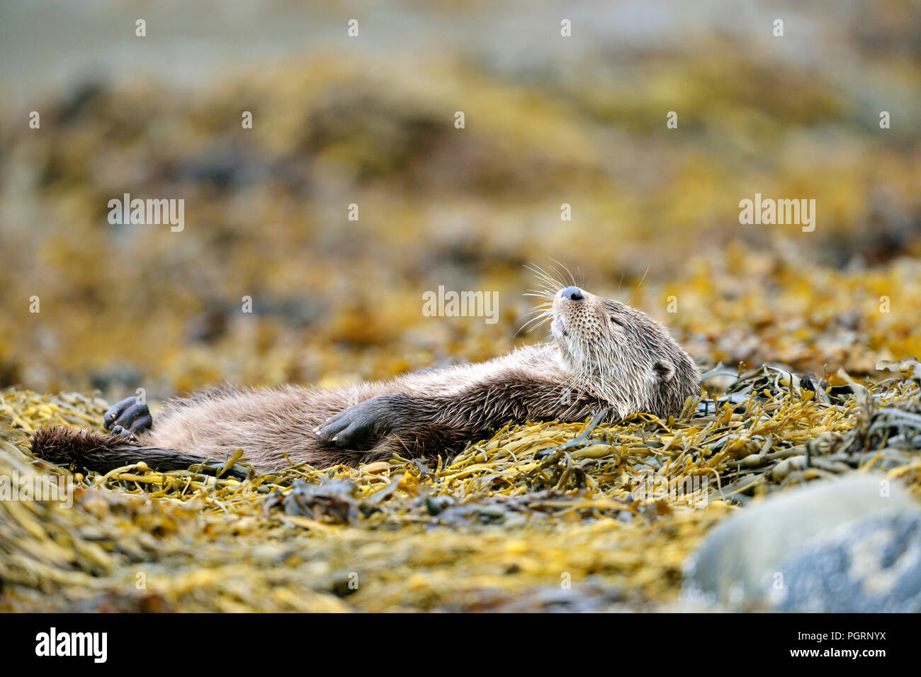 Uk otter close up hi-res stock photography and images - Alamy