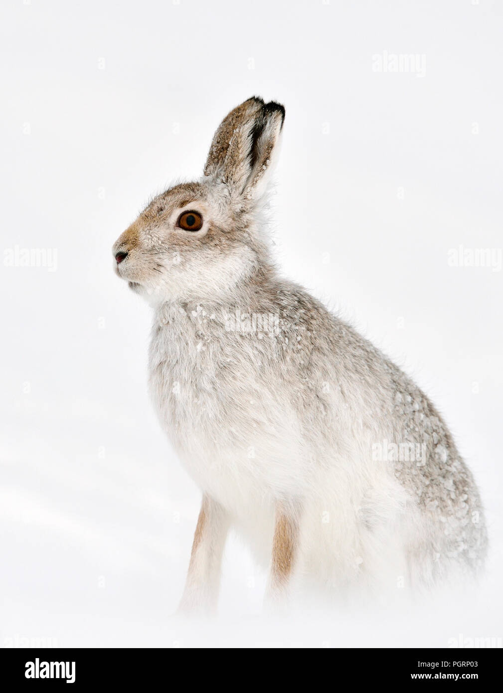 Mountain hare, Lepus timidus, UK Stock Photo - Alamy