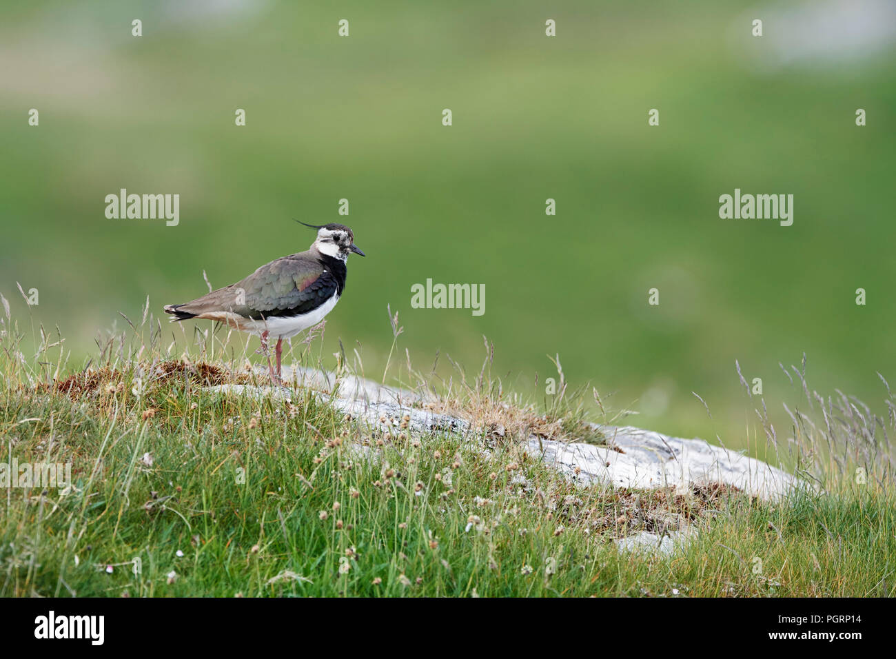 Northern lapwing, Vanellus vanellus, UK Stock Photo - Alamy