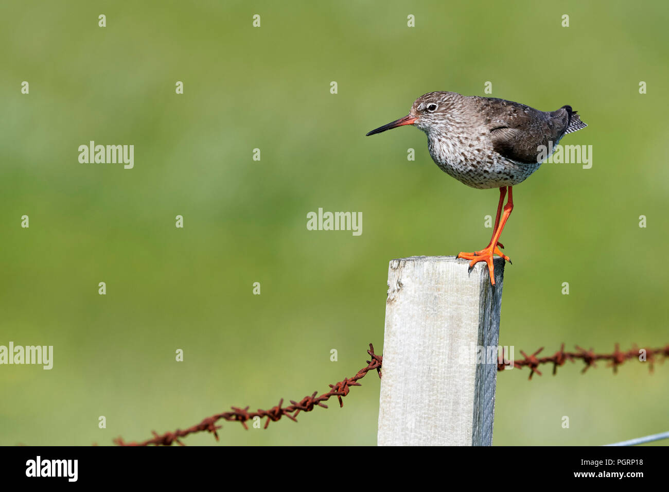 Common redshank, Tringa totanus, UK Stock Photo - Alamy