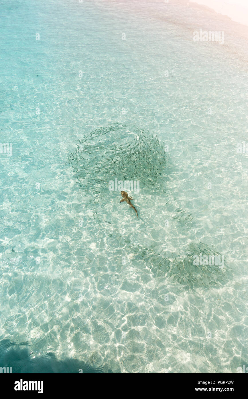 Small sharks swimming around fish in a very clear water in Maldives ...