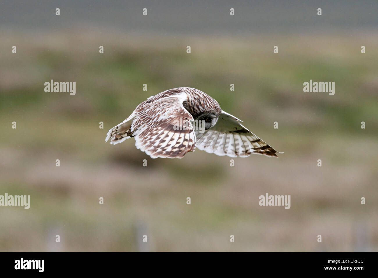 Short eared owls britain hi-res stock photography and images - Alamy