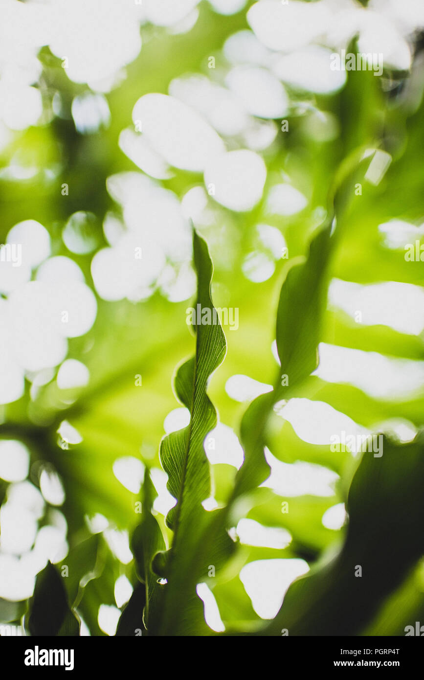 A series of Lacy Philodendron plant images of glossy waxy tropical ...