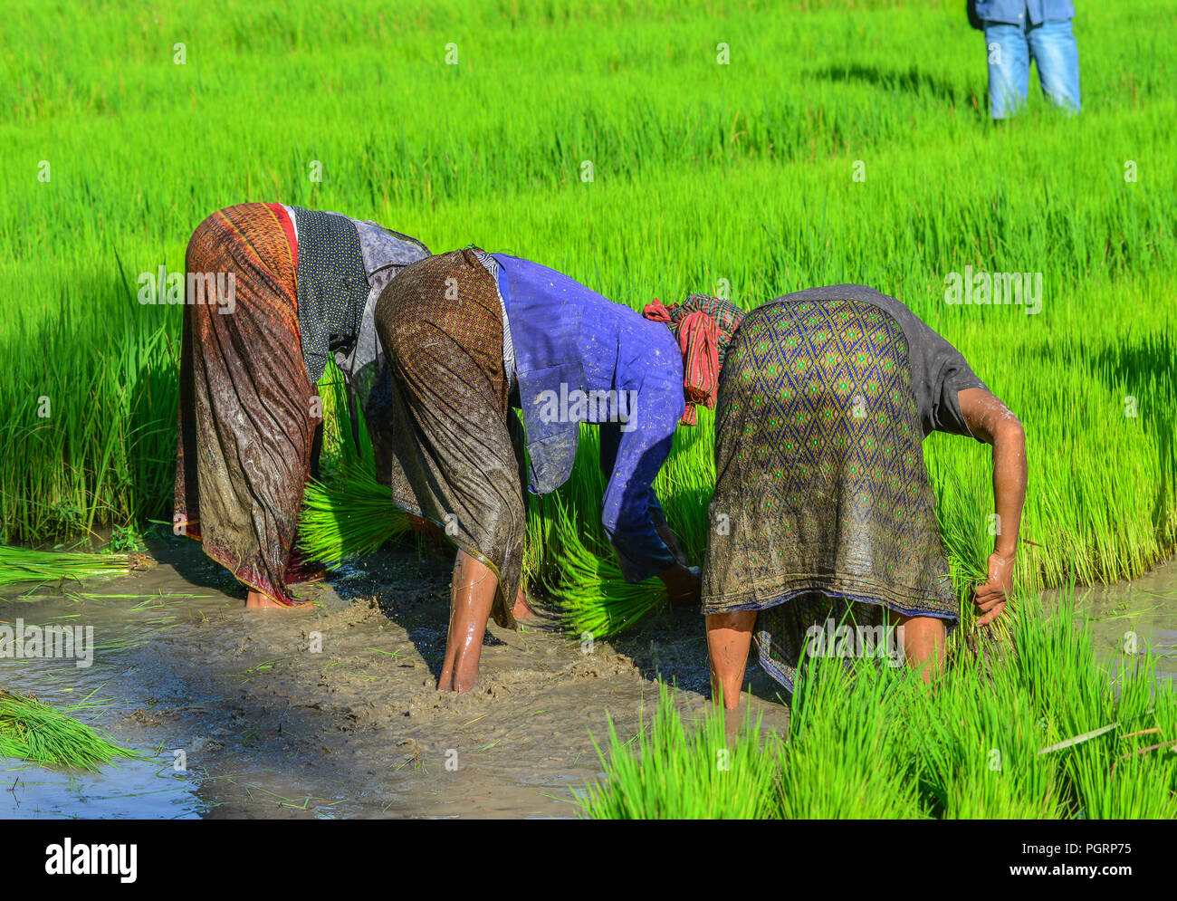 Farmers working on rice field in Can Tho, Vietnam. Rice production in ...