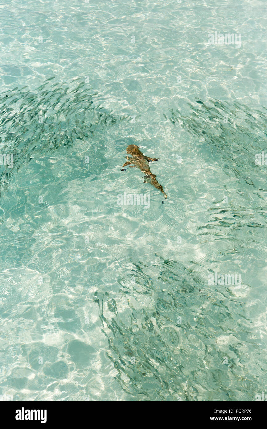 Small sharks swimming around fish in a very clear water in Maldives ...