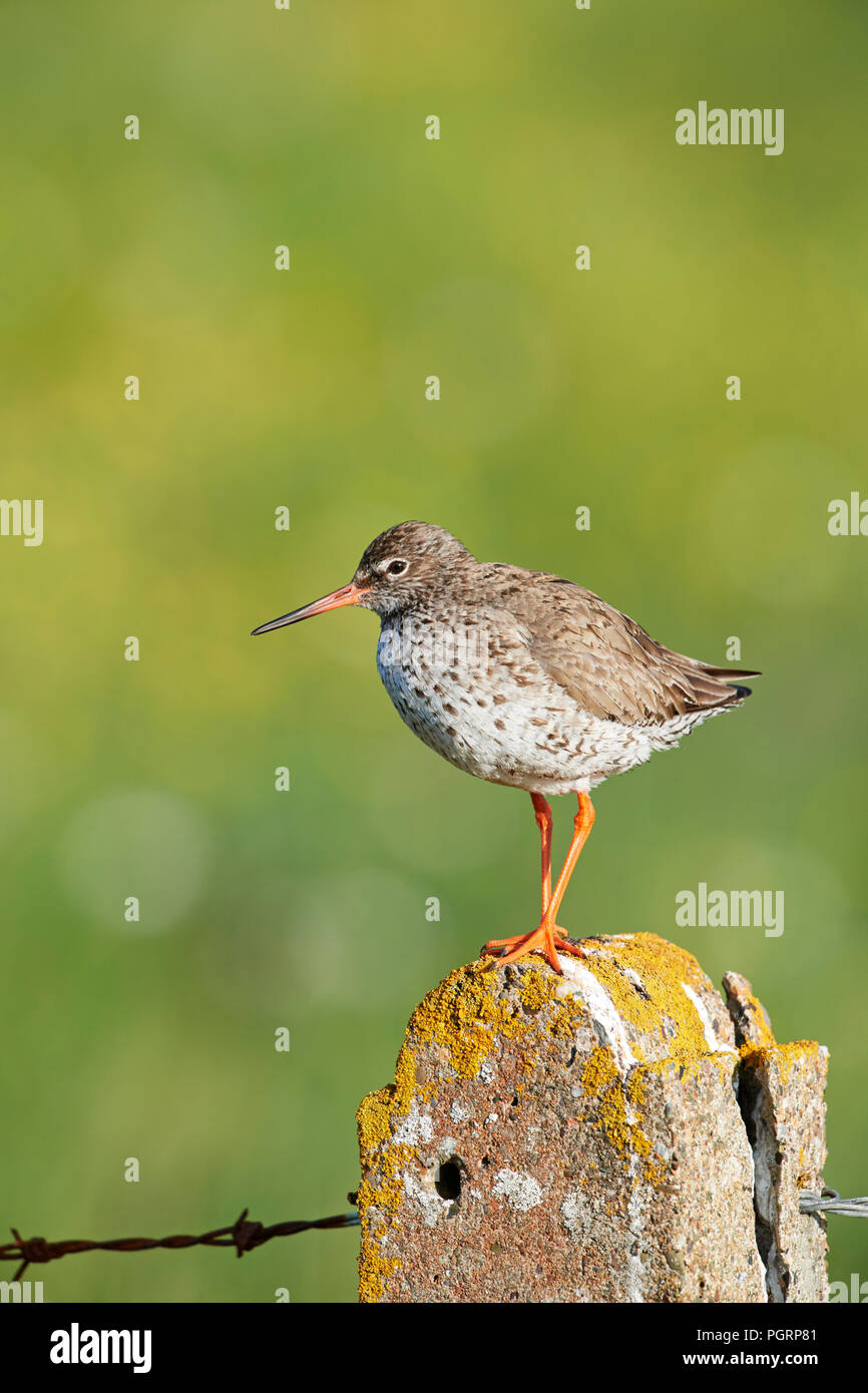 Common redshank, Tringa totanus, UK Stock Photo - Alamy