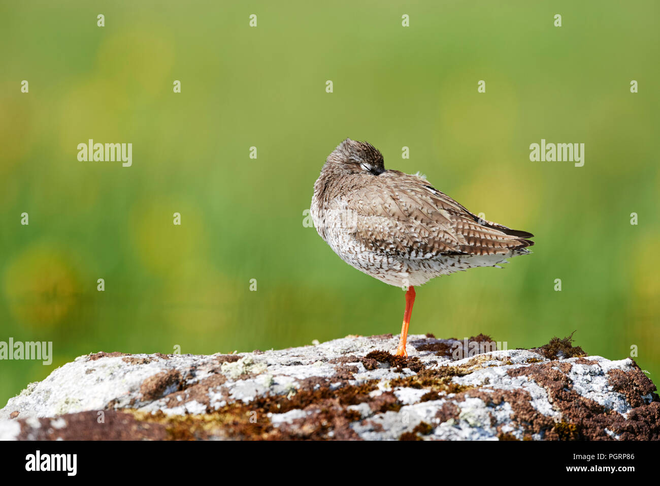 Common redshank, Tringa totanus, UK Stock Photo - Alamy
