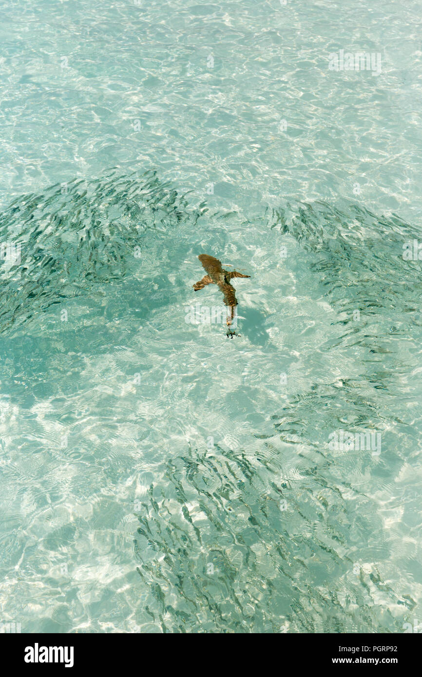 Small sharks swimming around fish in a very clear water in Maldives ...
