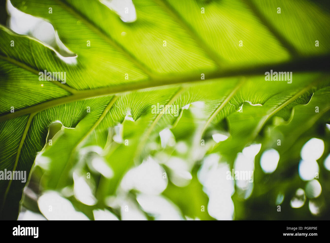A series of Lacy Philodendron plant images of glossy waxy tropical ...