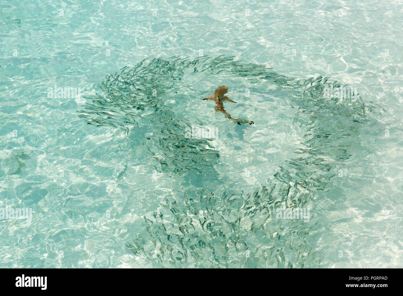 Small sharks swimming around fish in a very clear water in Maldives ...