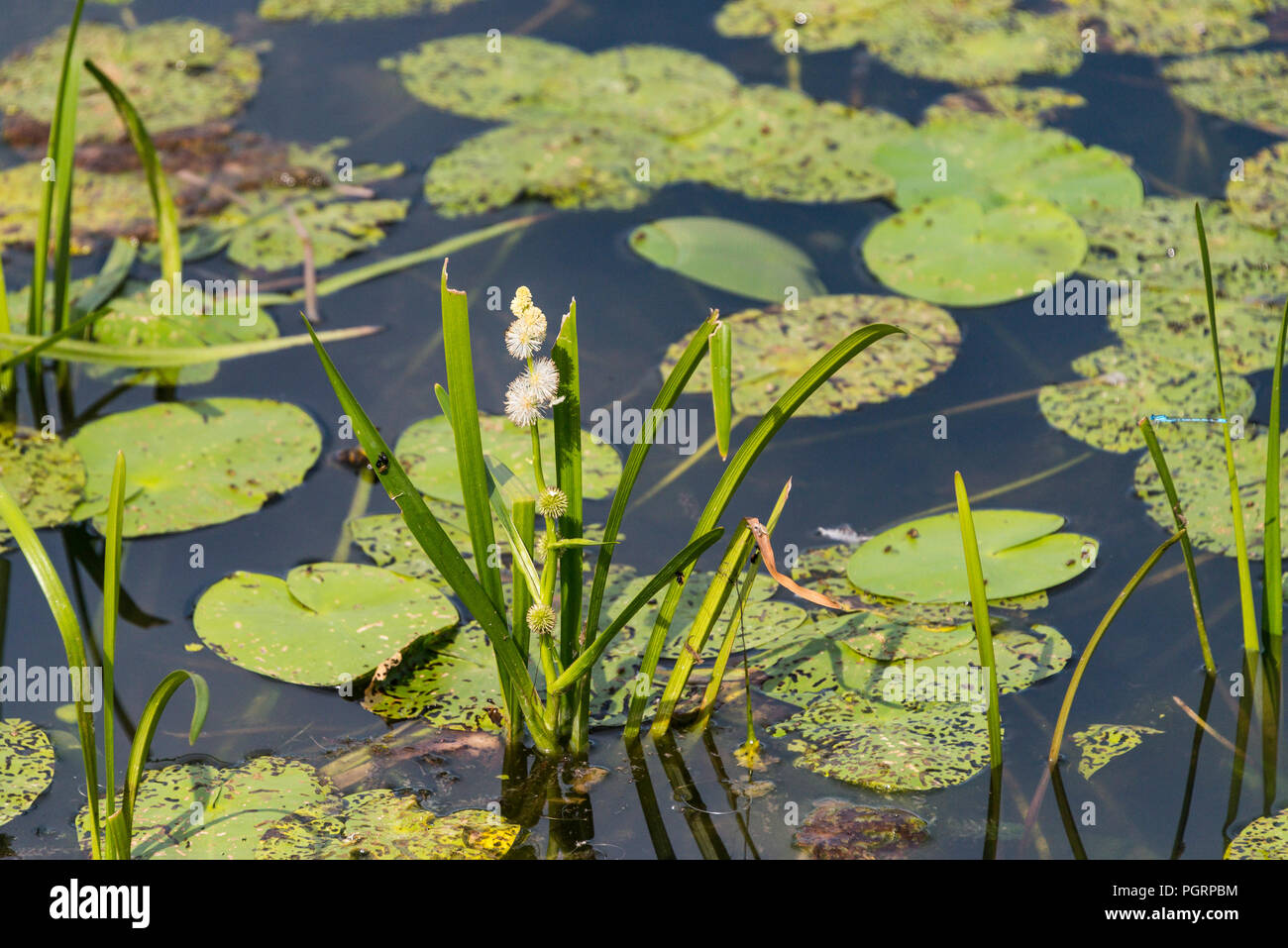 Great bur reed hi-res stock photography and images - Alamy