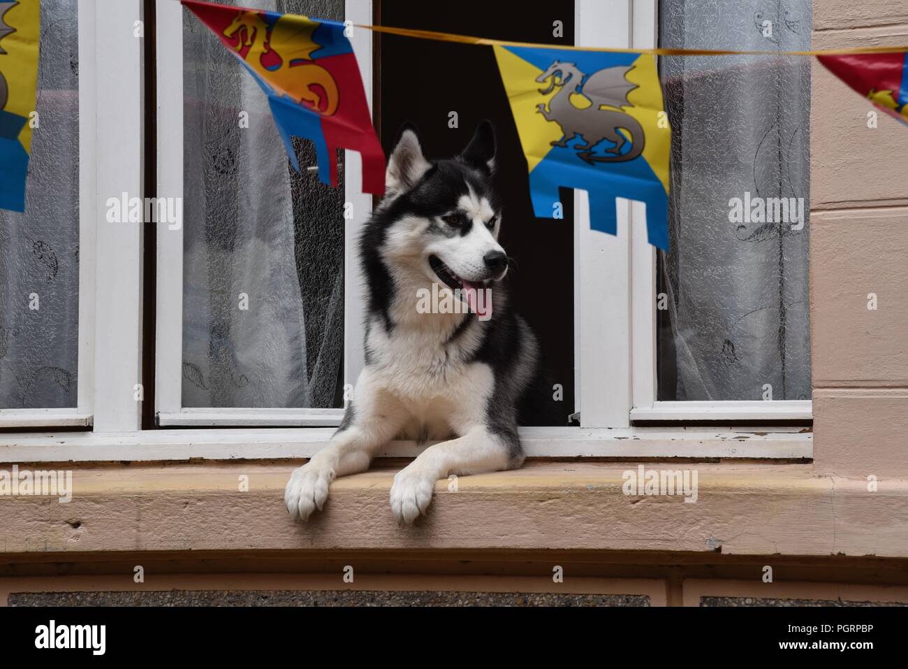 Siberian Husky: a single dog eagerly looks out from a French town house ...