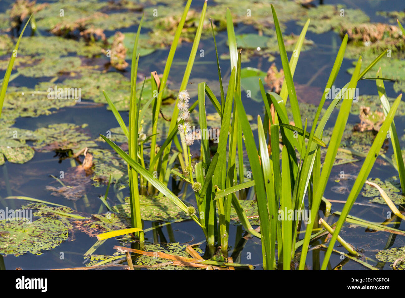 unbranched bur-reed (Sparganium emersum Stock Photo - Alamy