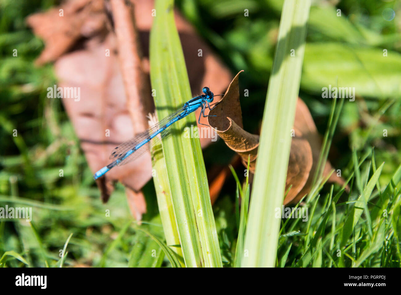 A male common blue damselfly (Enallagma cyathigerum) on a leaf Stock ...