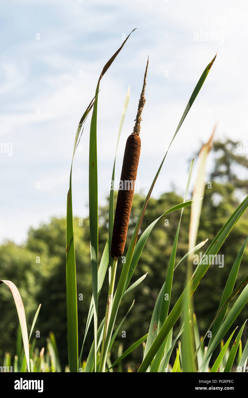 A great reedmace (Typha latifolia Stock Photo - Alamy