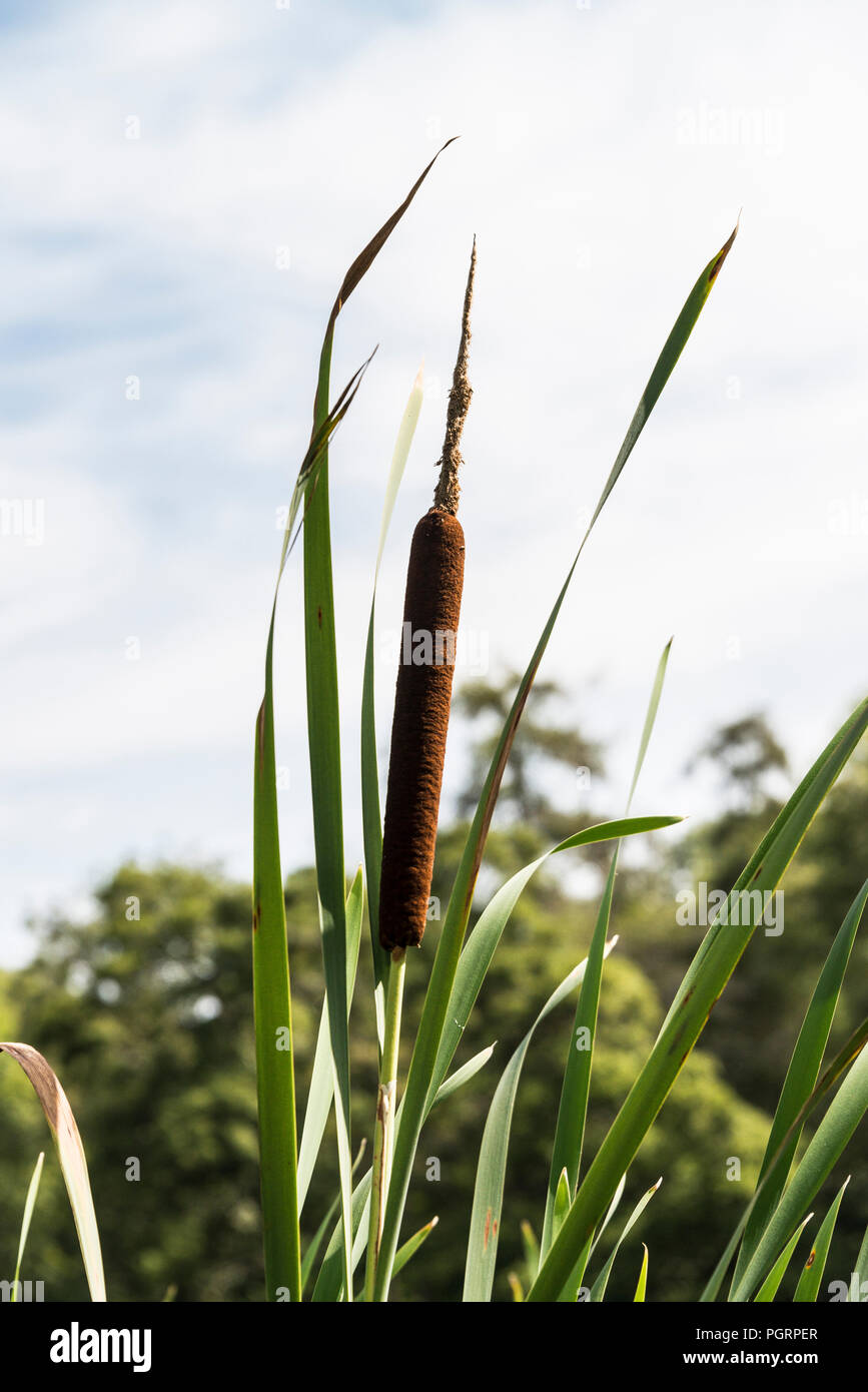 A great reedmace (Typha latifolia Stock Photo - Alamy