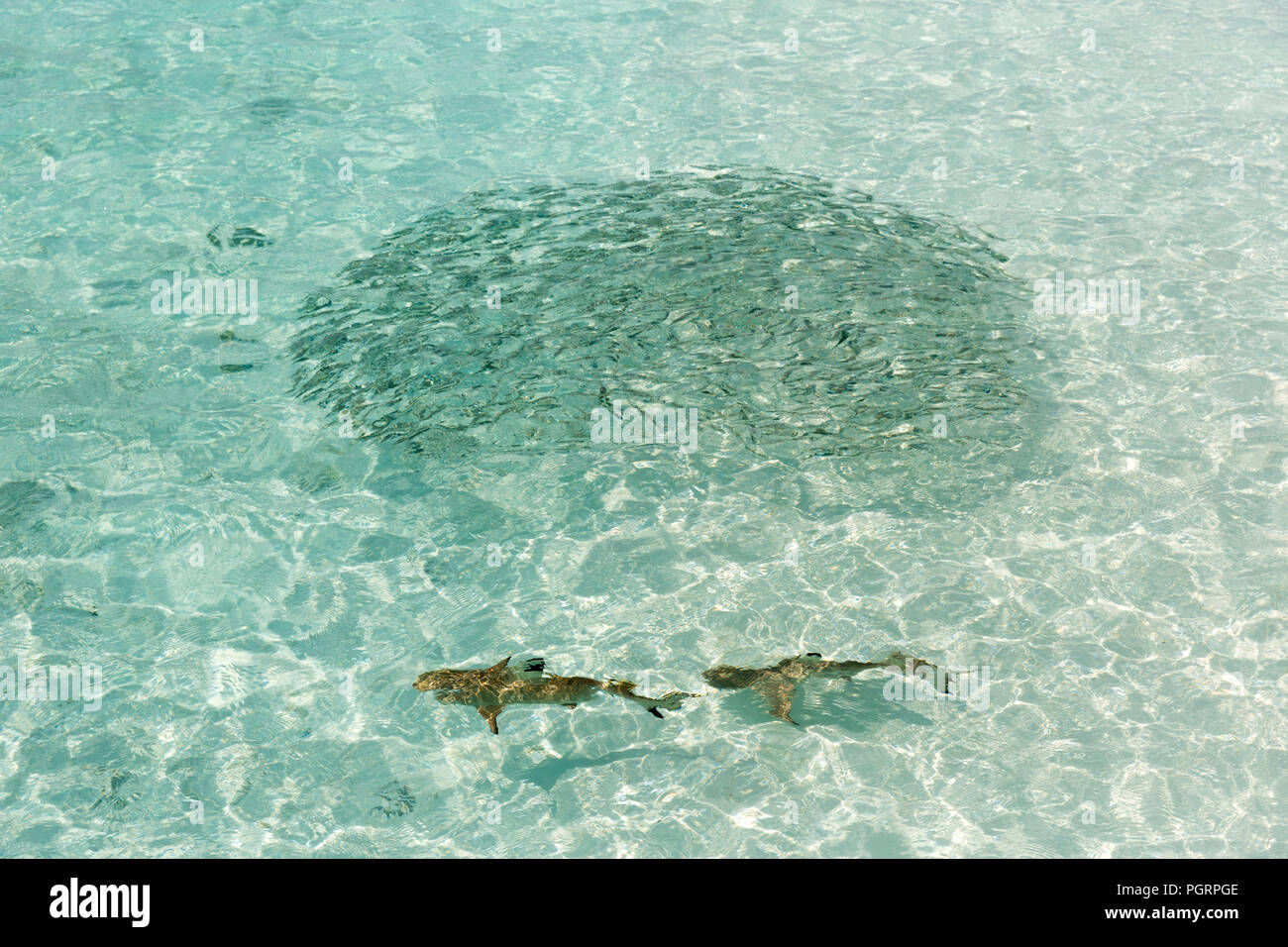 Small sharks swimming around fish in a very clear water in Maldives ...